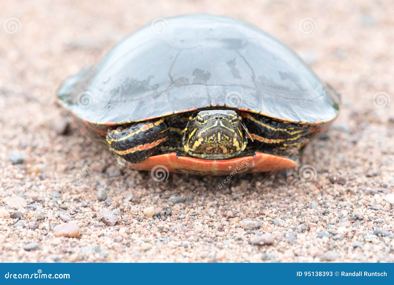 Painted Turtle Tucked into Its Shell Stock Image - Image of turtle ...