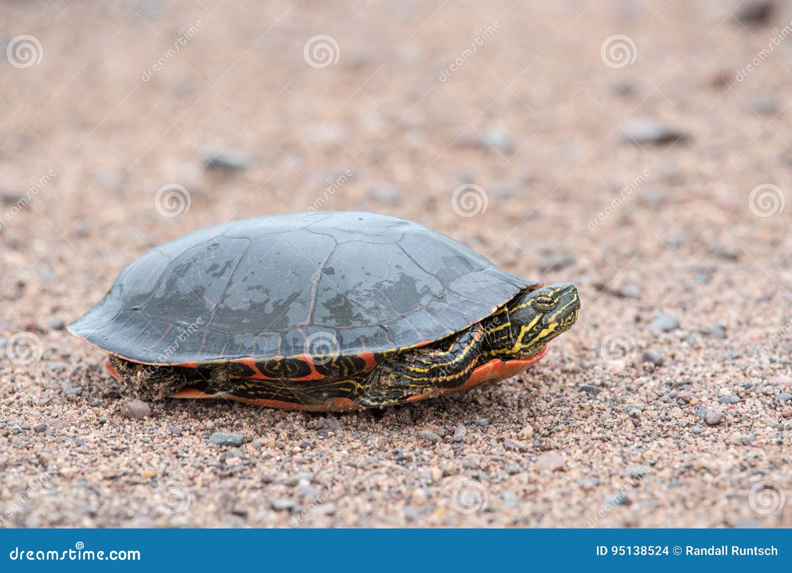 Painted Turtle Tucked into Its Shell Stock Photo - Image of turtle ...