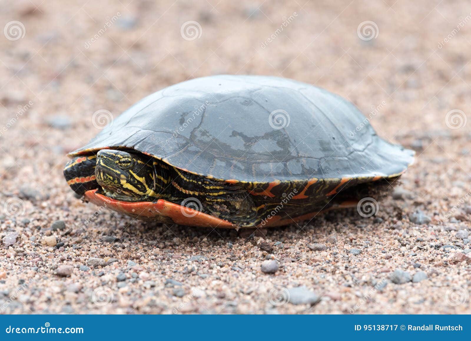 Painted Turtle Tucked into Its Shell Stock Image - Image of yellow ...