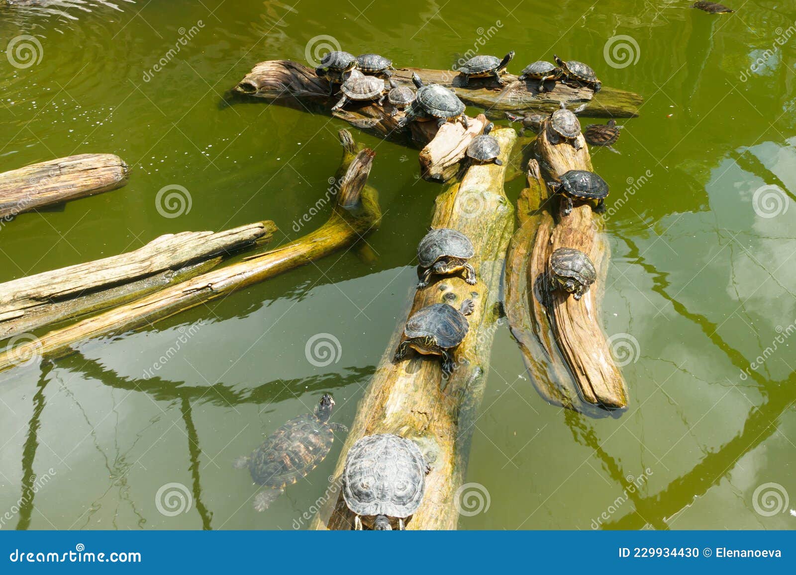 Painted Turtles Floating on a Log in the Pond Stock Photo - Image of ...