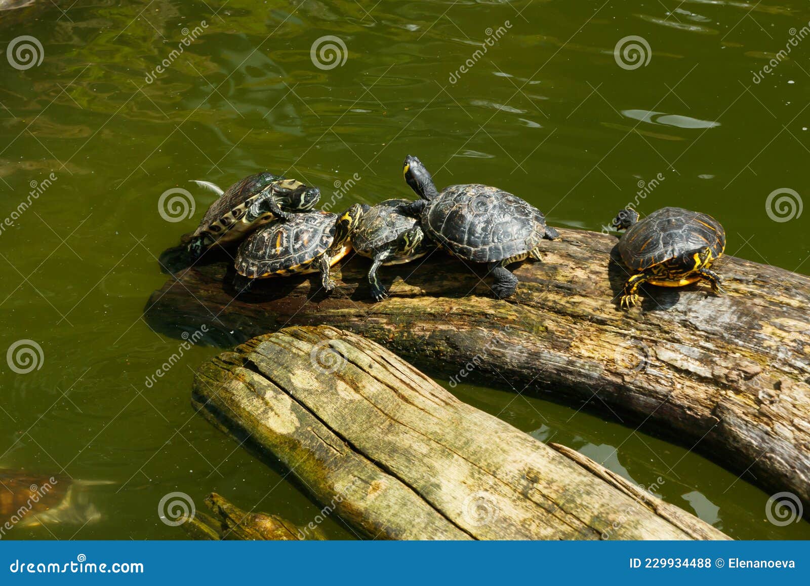 Painted Turtles Floating on a Log in the Pond Stock Photo - Image of ...