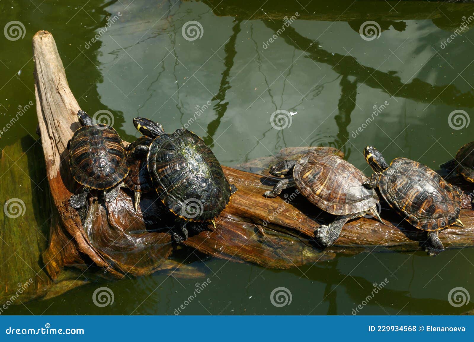 Painted Turtles Floating on a Log in the Pond Stock Photo - Image of ...