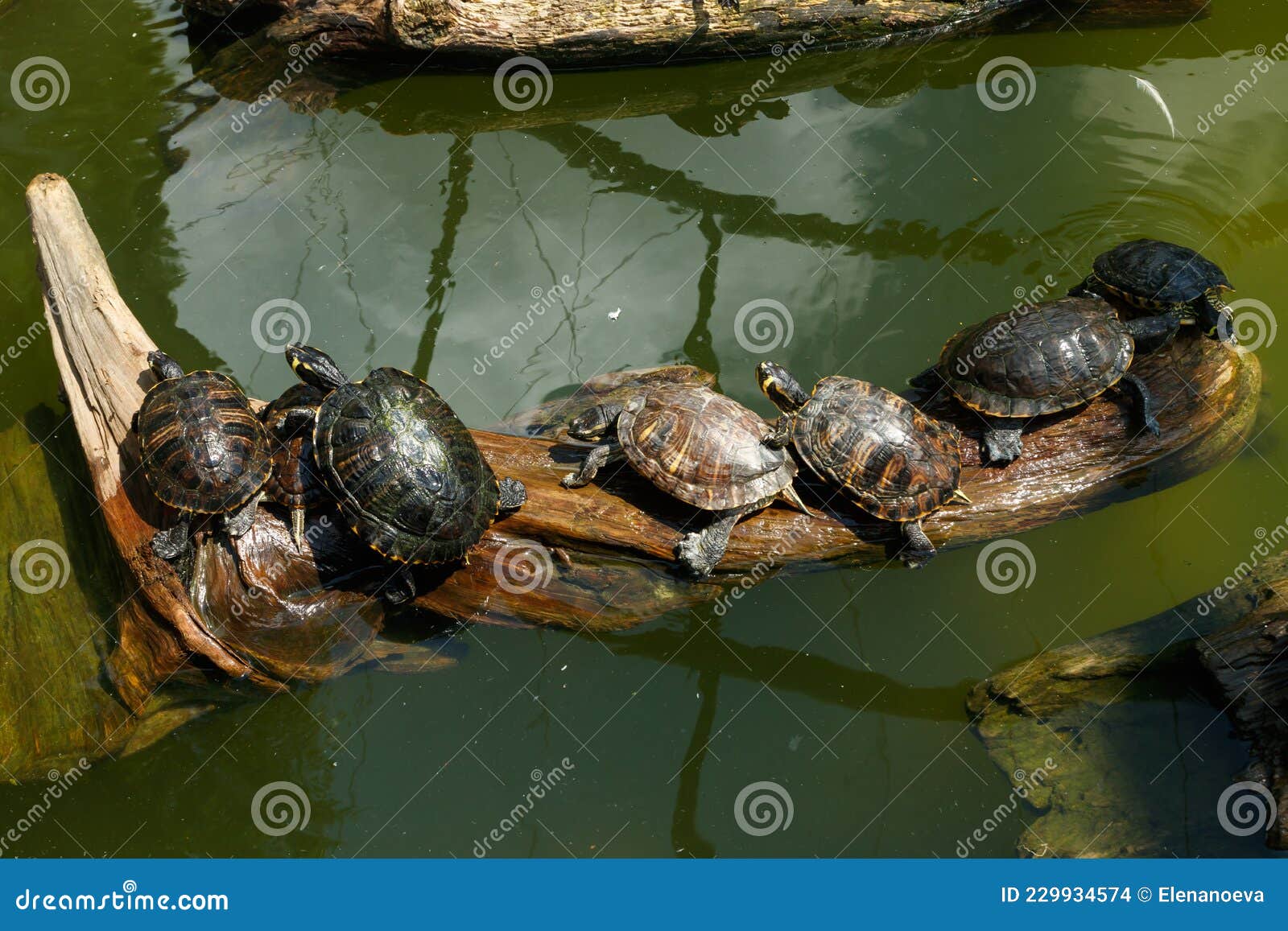 Painted Turtles Floating on a Log in the Pond Stock Photo - Image of ...