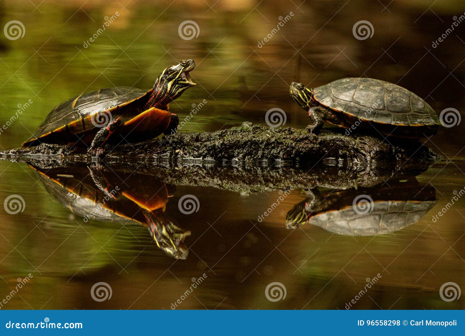 Turtles Speaking Photos - Free & Royalty-Free Stock Photos from Dreamstime