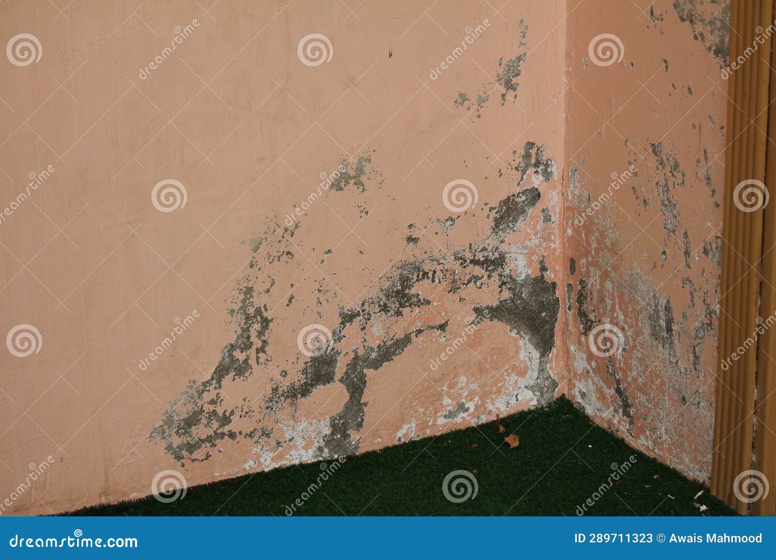 The Damage On The Surface Of Carrot Was Covered With Putrid Fungal ...