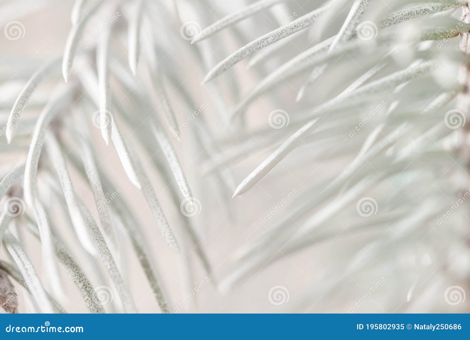 Painted White Spikes Macro Wallpaper Stock Image - Image of branch ...