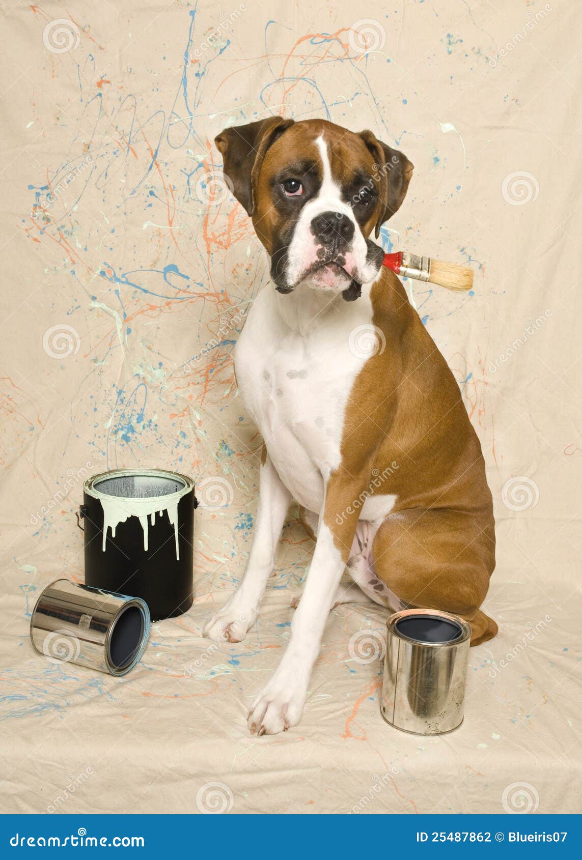 Painter Boxer stock photo. Image of backdrop, cloth, hold - 25487862