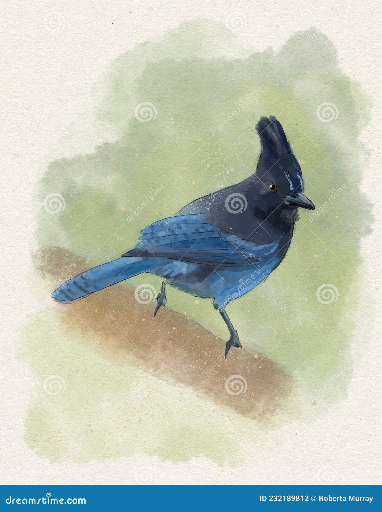 Stellars Jay Stock Illustrations – 2 Stellars Jay Stock Illustrations ...