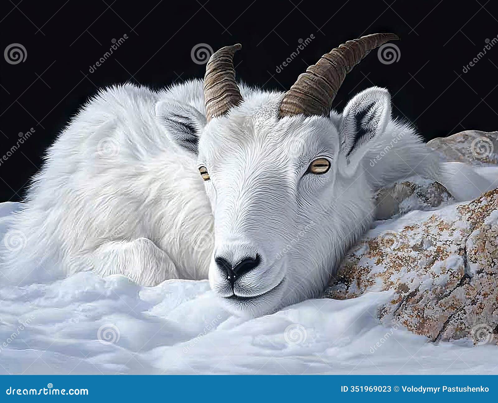 A Painting of a Mountain Goat Laying in the Snow Stock Image - Image of ...