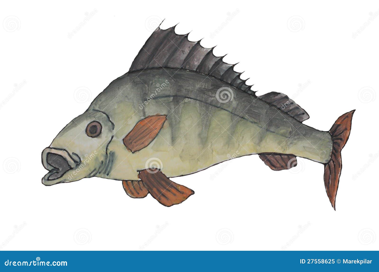 Painting of perch fish stock illustration. Illustration of side - 27558625