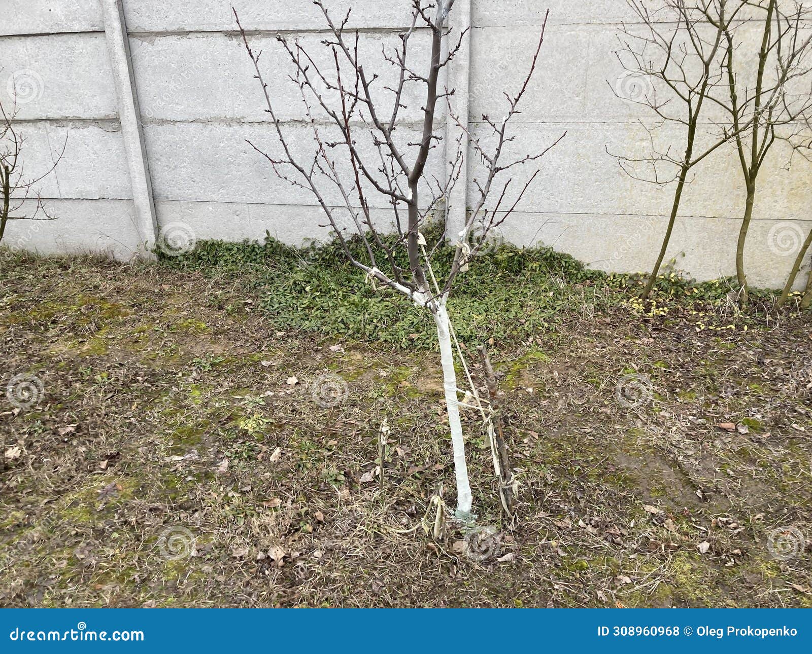 Painting Tree Trunks with a Protective Mixture Stock Photo - Image of ...