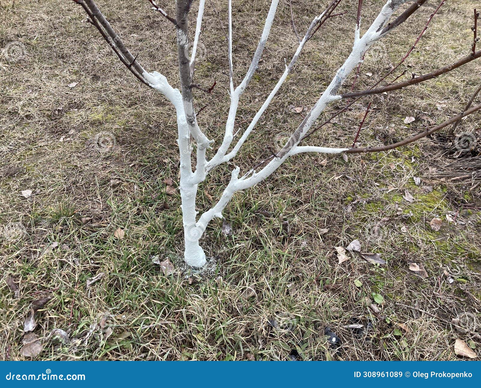 Painting Tree Trunks with a Protective Mixture Stock Image - Image of ...