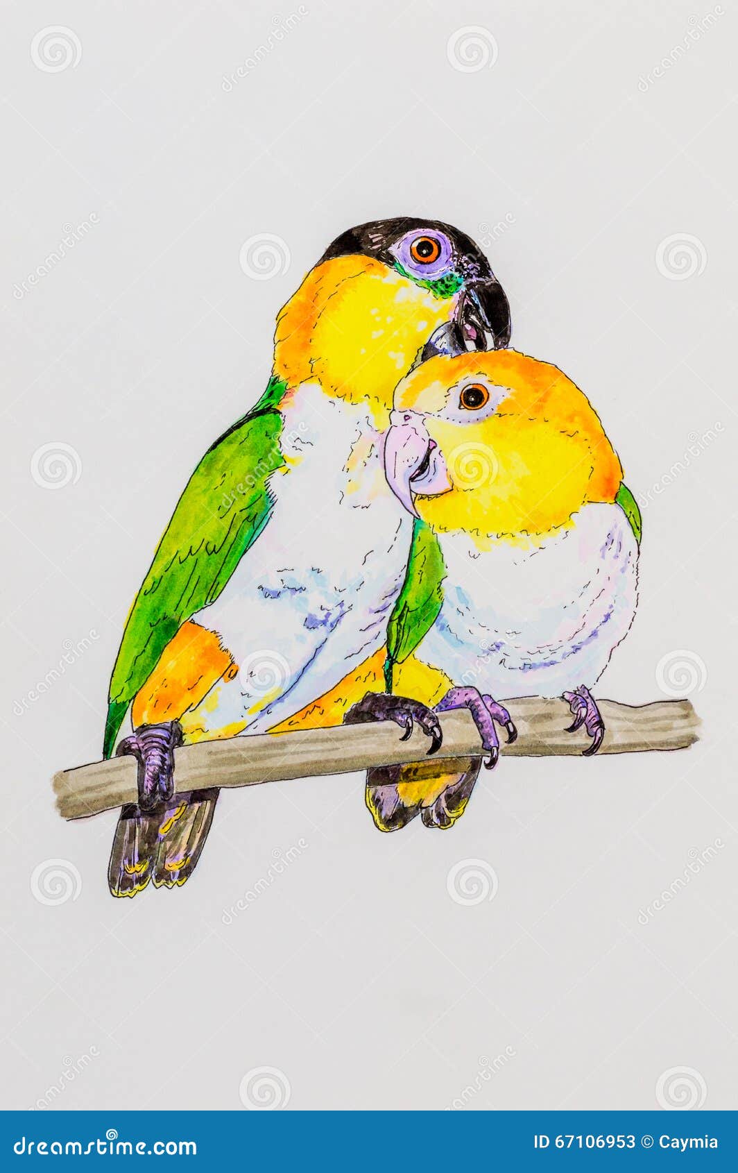 Painting of Two Caique Parrots Stock Illustration - Illustration of ...