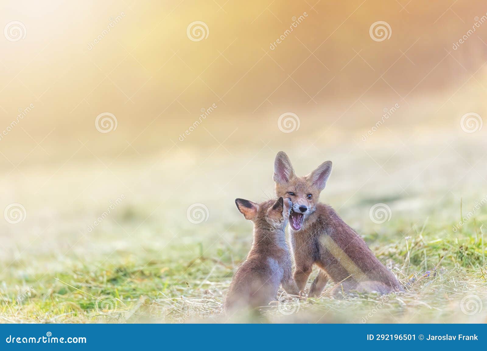 Pair of Adorable Smiling Two Red Foxes is Posing in Field Stock Image ...