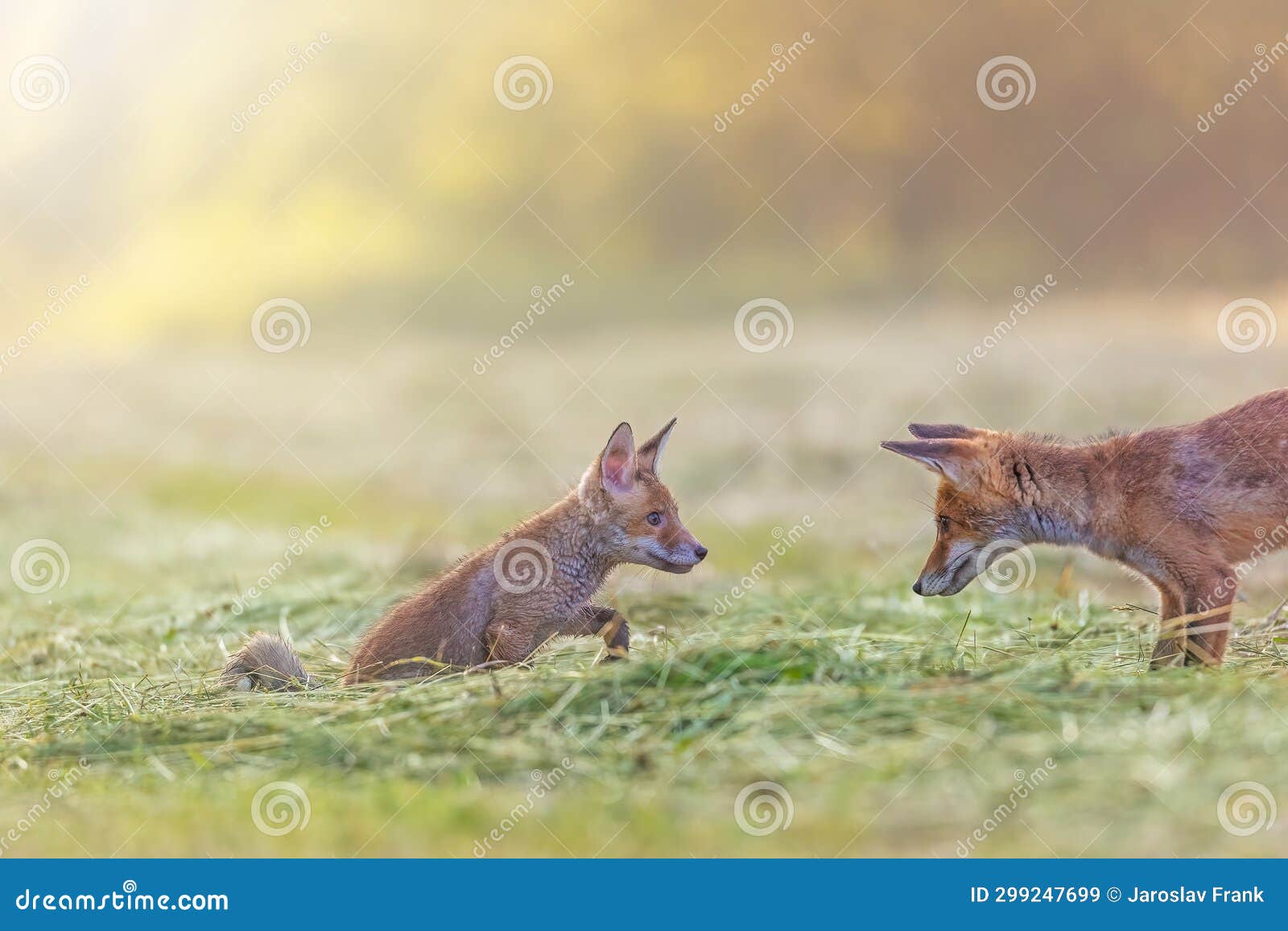 Pair of Adorable Two Red Foxes is Playing Outdoors Stock Image - Image ...