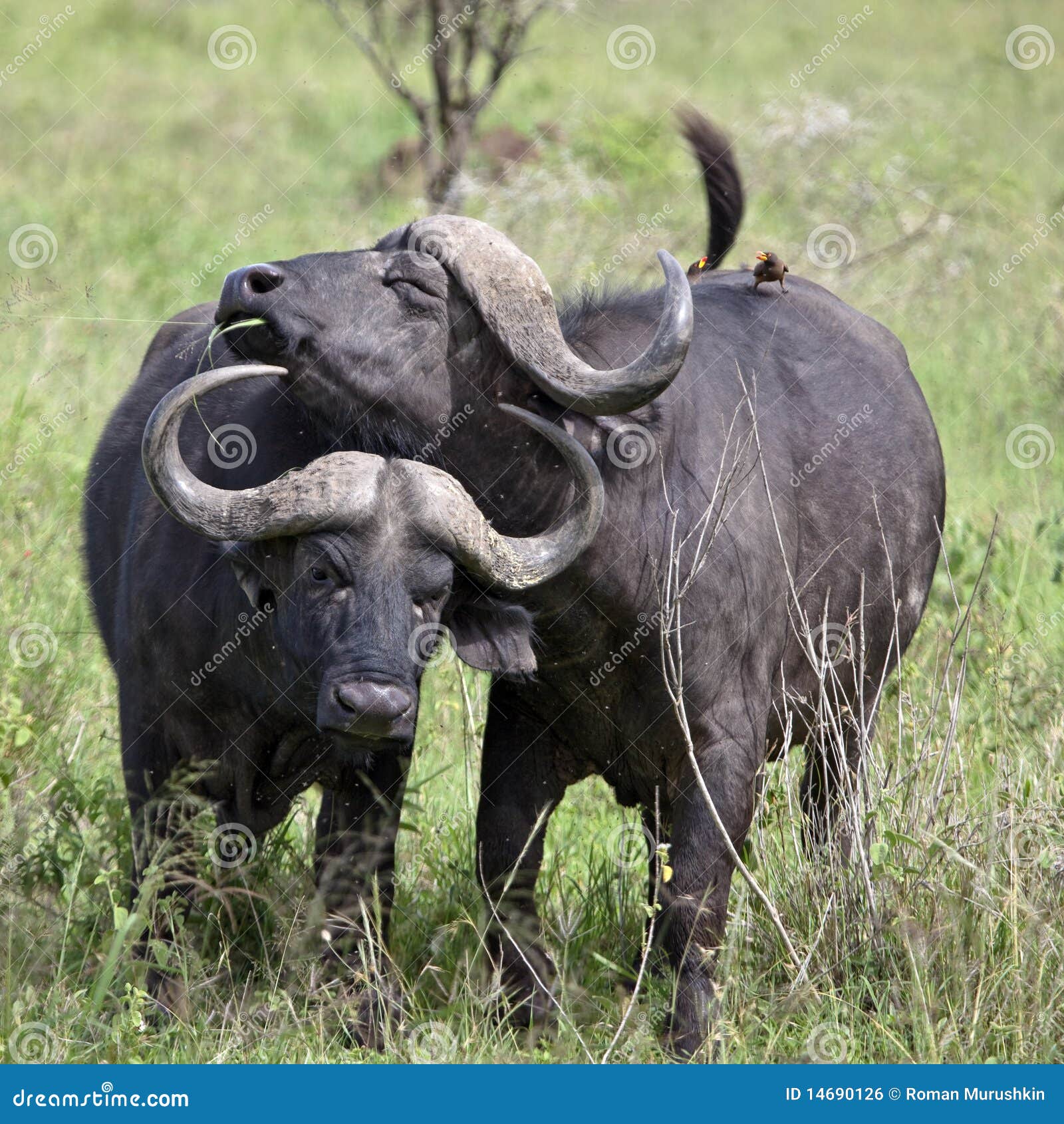 A pair of African buffalo stock photo. Image of tanzania - 14690126