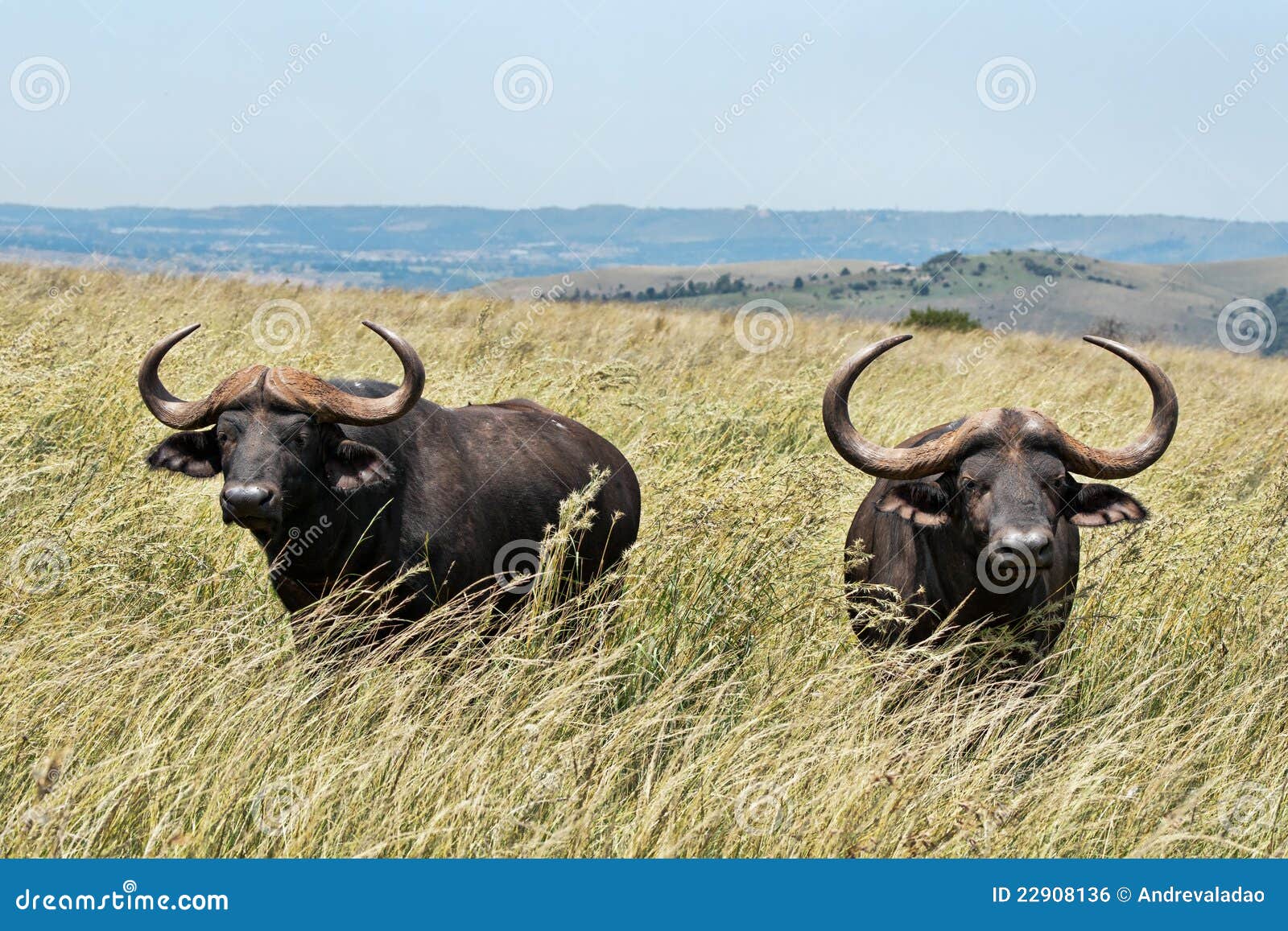 Pair of african buffalo stock photo. Image of buffalo - 22908136