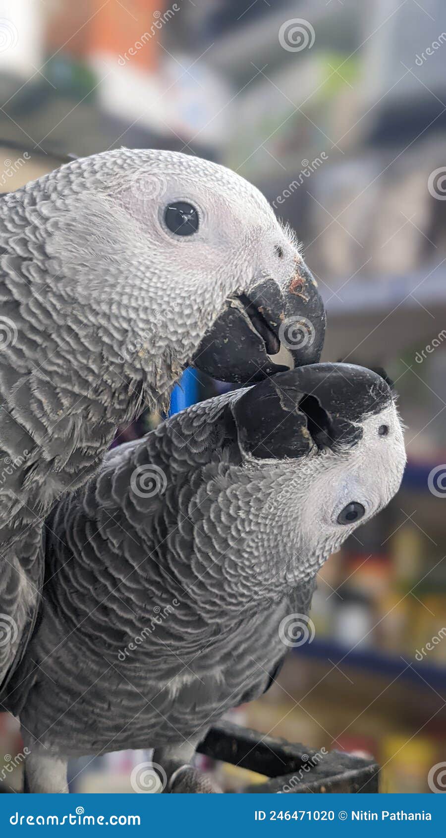 A Pair of African Grey Parrot Making Love 1 Stock Photo - Image of ...