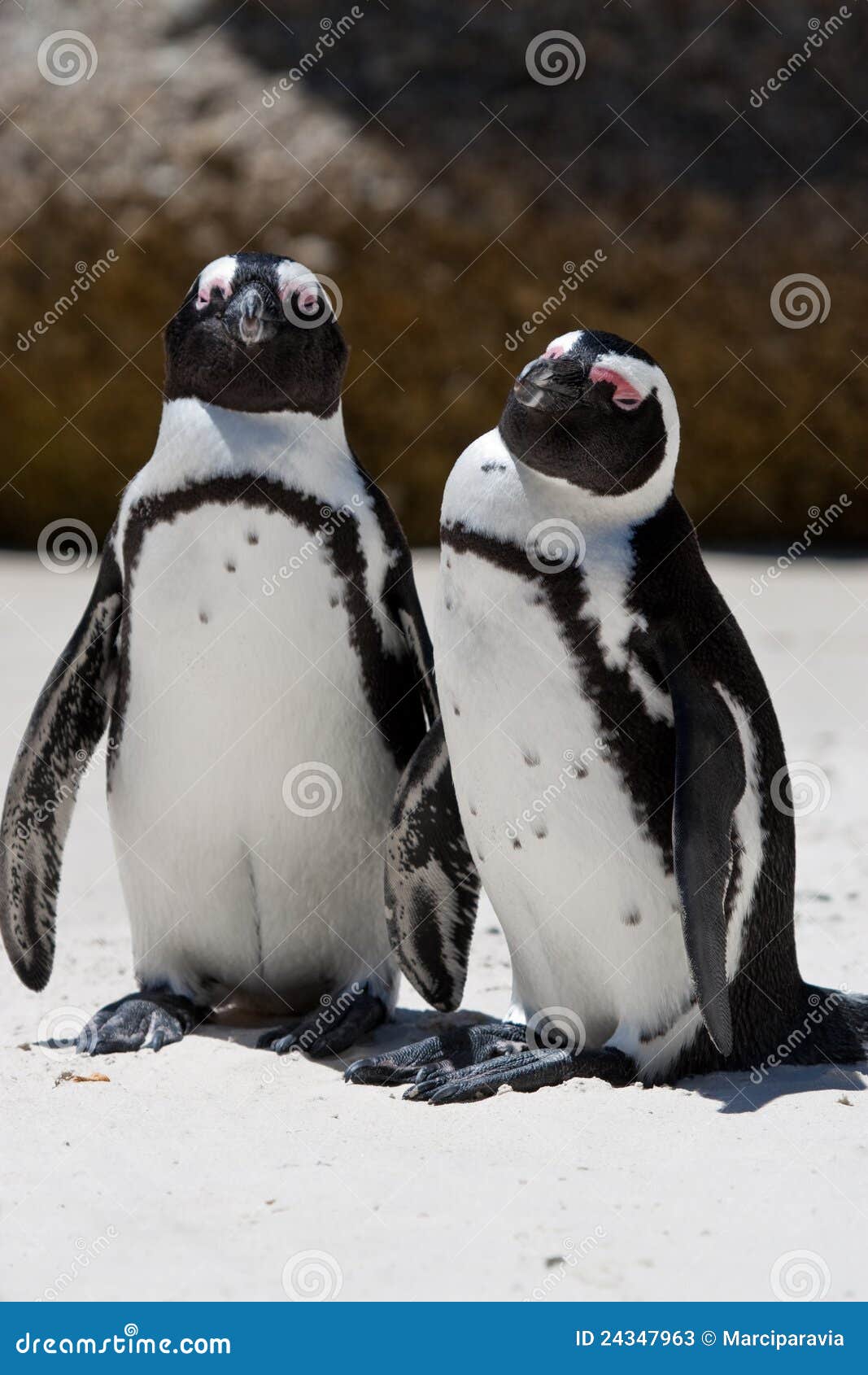 Pair of African (Jackass) Penguins Stock Image - Image of bird, white ...