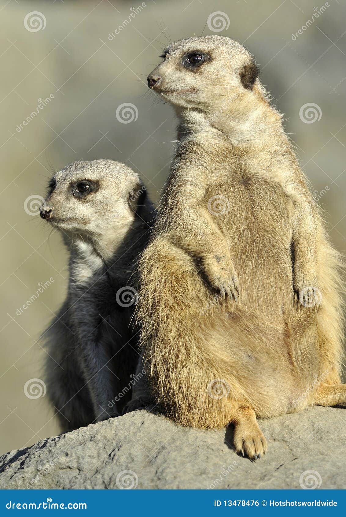 Pair of African Meerkats Prairie Rat Squirrel Stock Photo - Image of ...
