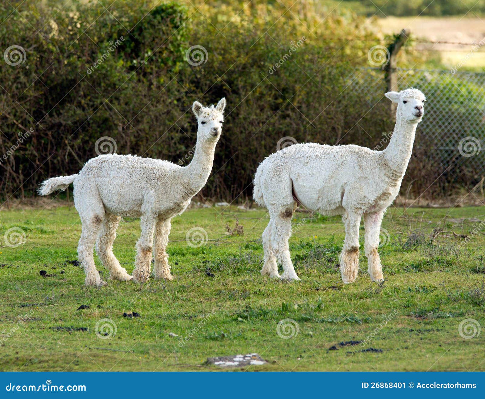 A Pair of Alpacas in a Field Stock Image - Image of american, chile ...