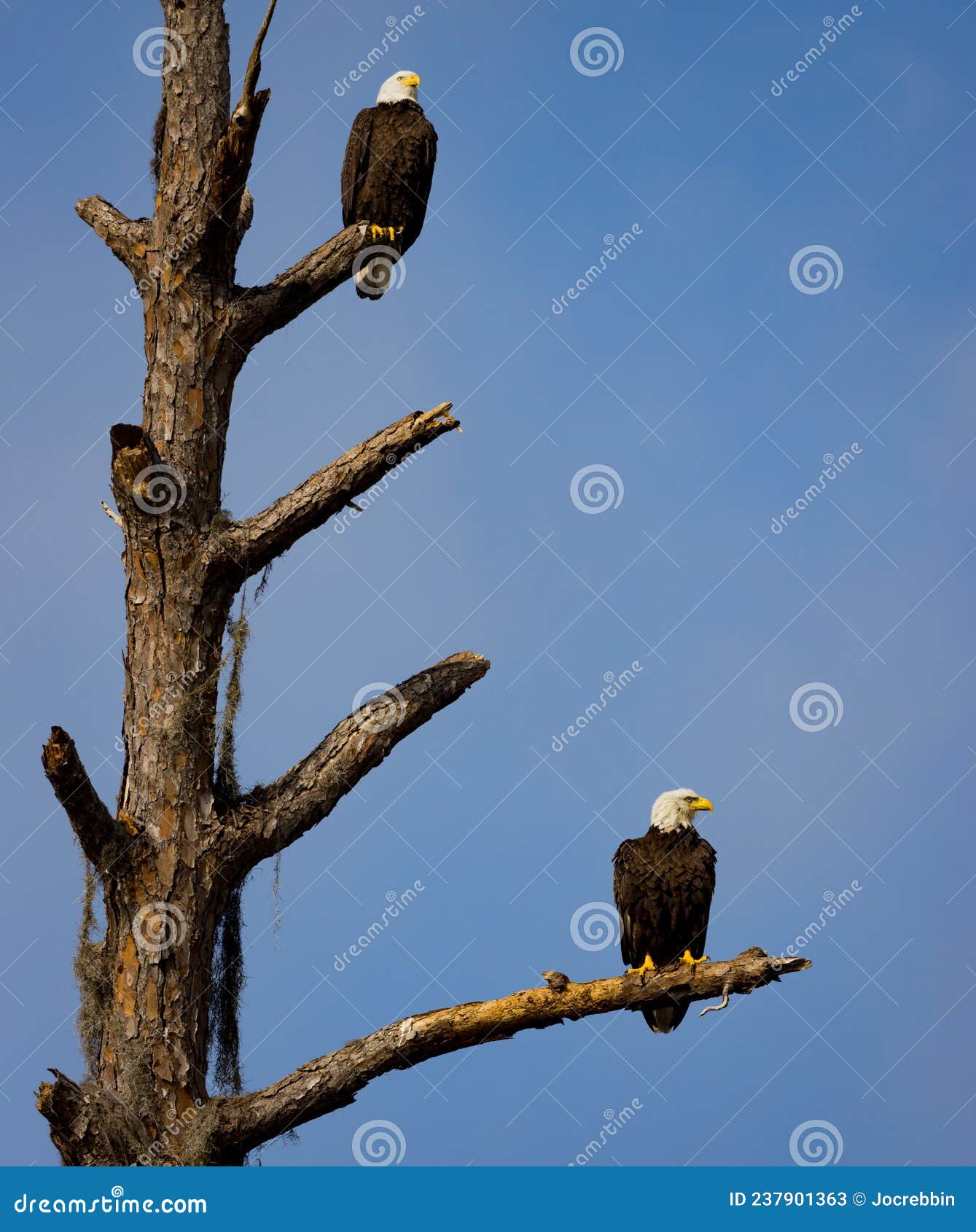 Pair of American Bald Eagles Perch in a Dead Tree Stock Image - Image ...