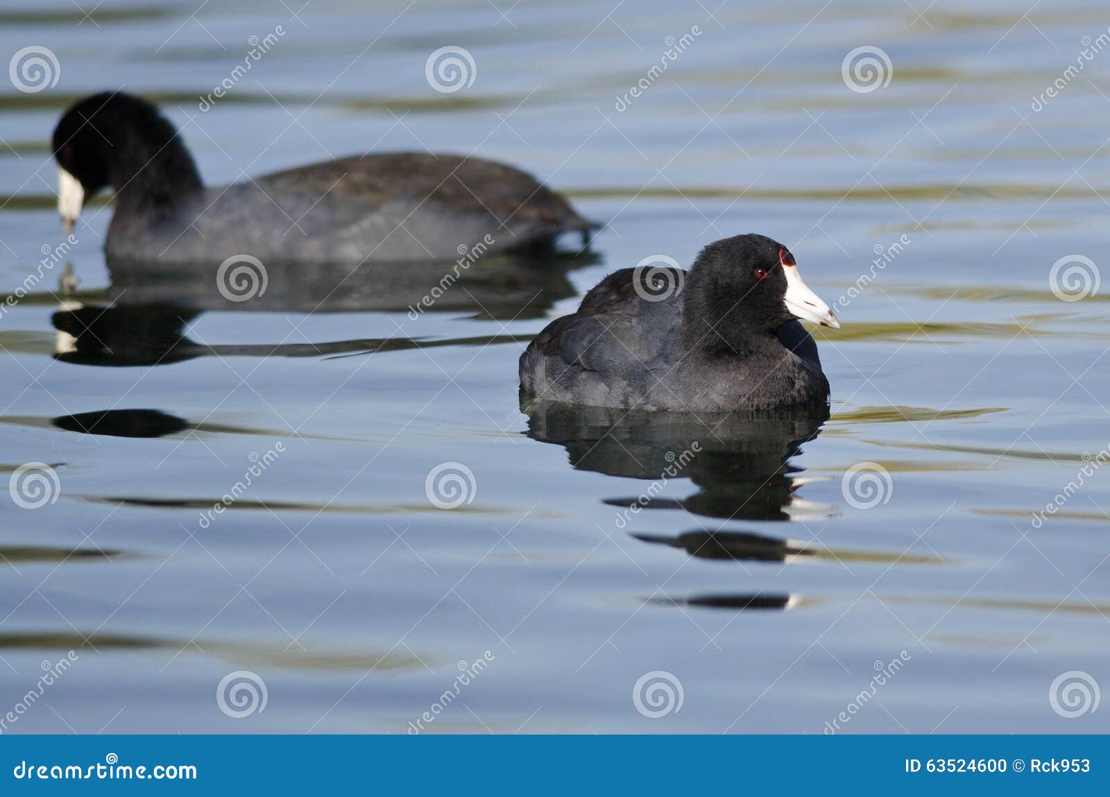 Pair of American Coots Resting on the Still Water Stock Photo - Image ...