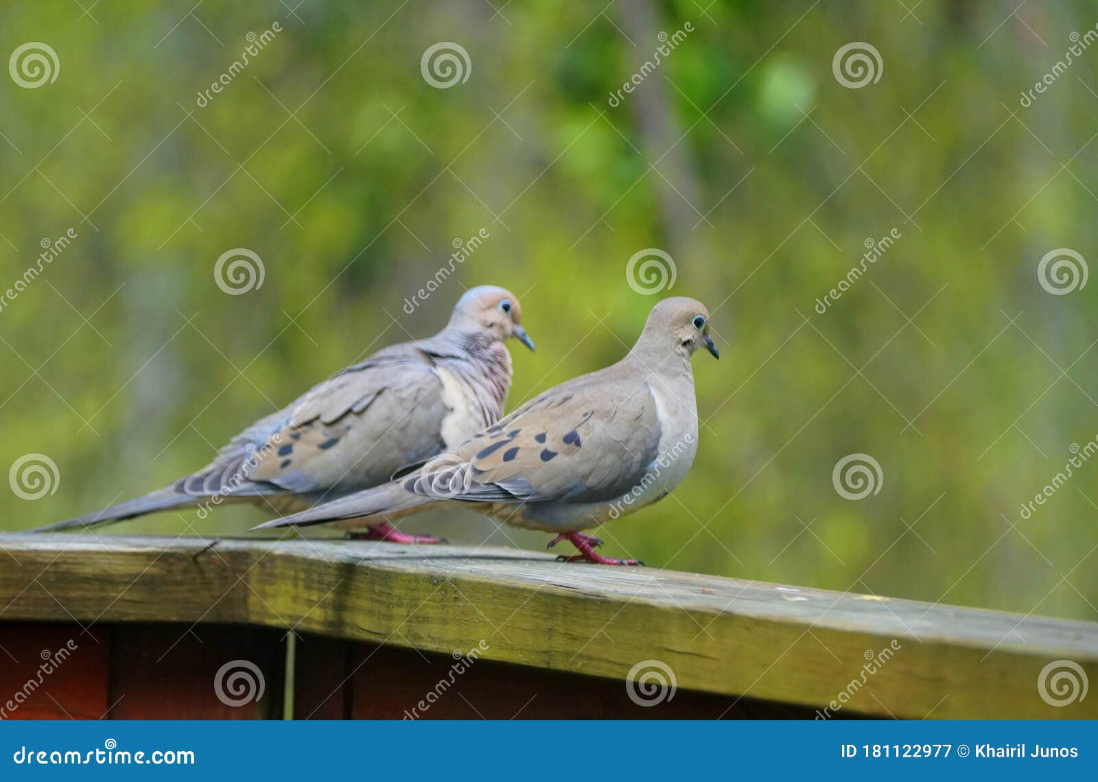 A Pair of American Mourning Doves on Top of the Wooden Deck Stock Image ...