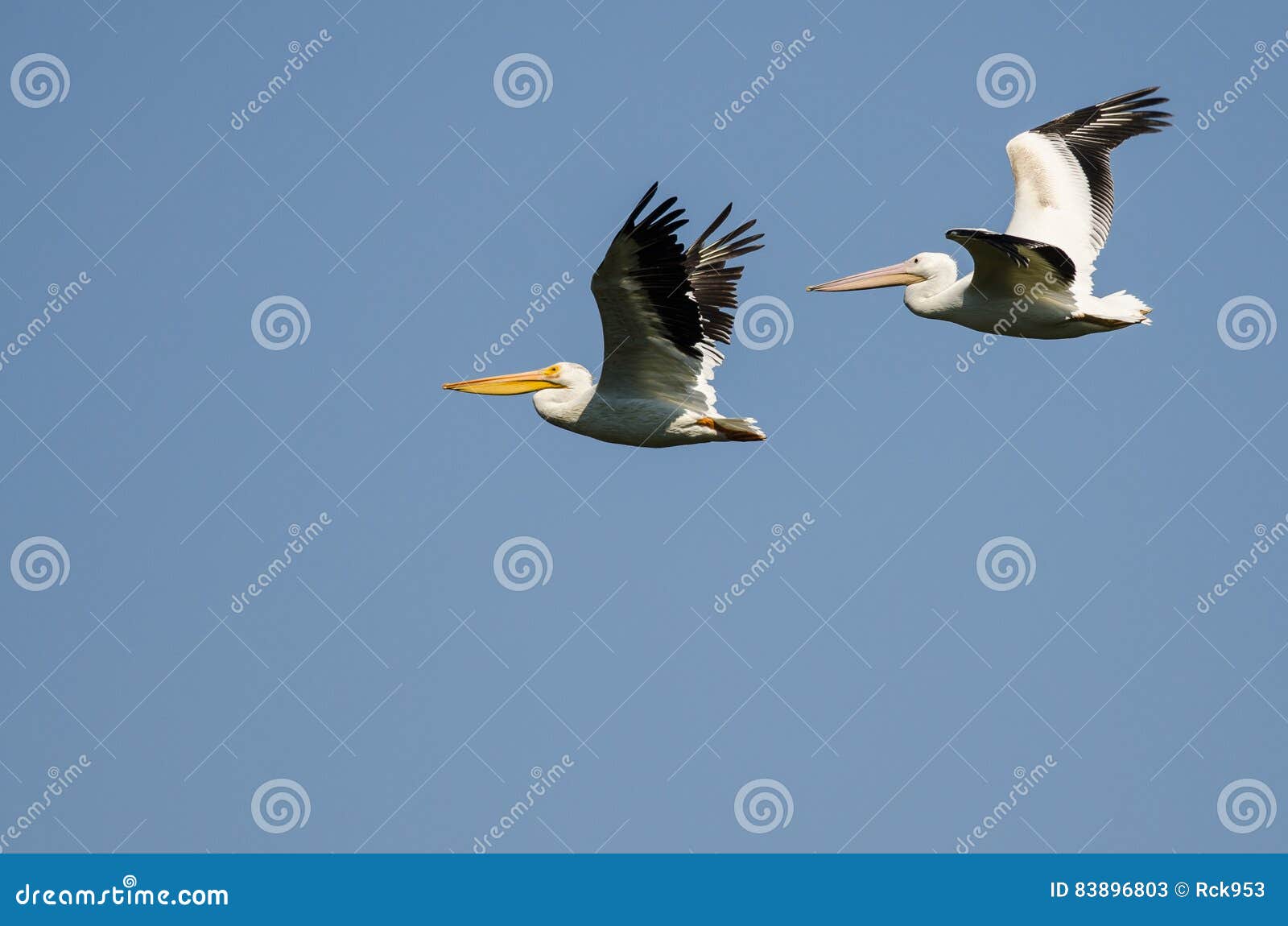 Pair of American White Pelicans Flying in a Blue Sky Stock Image ...