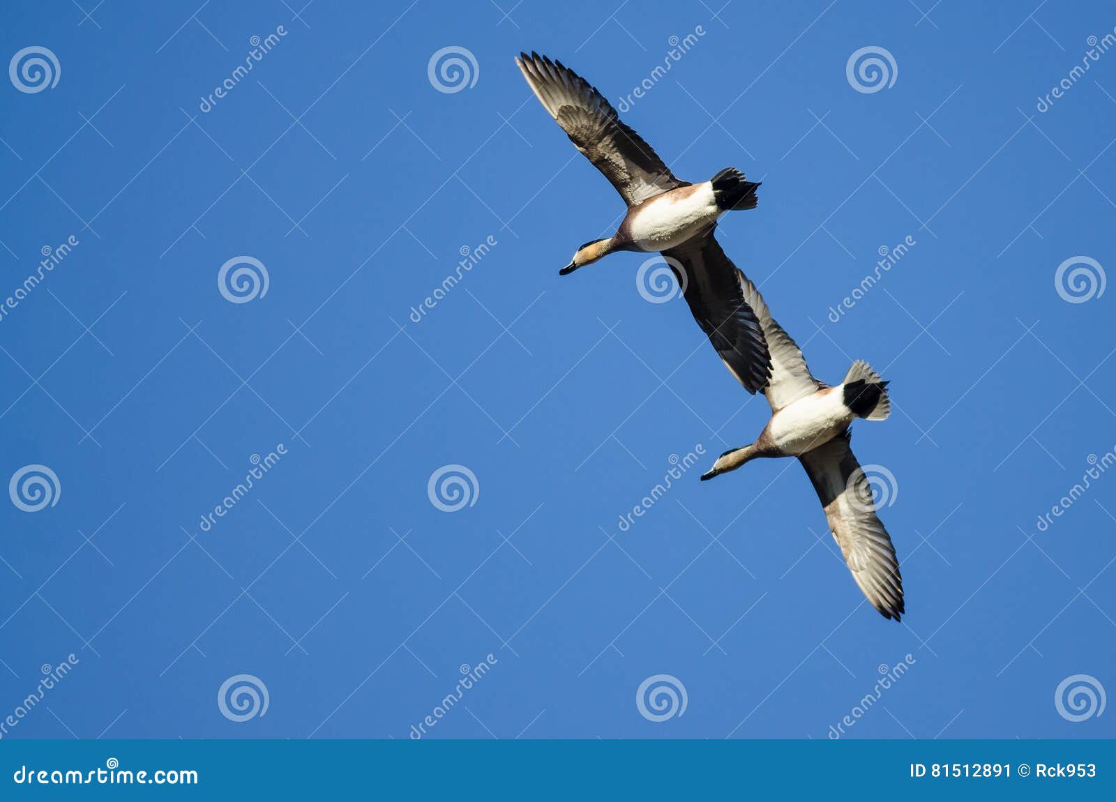 Pair of American Wigeon Flying in a Blue Sky Stock Image - Image of ...