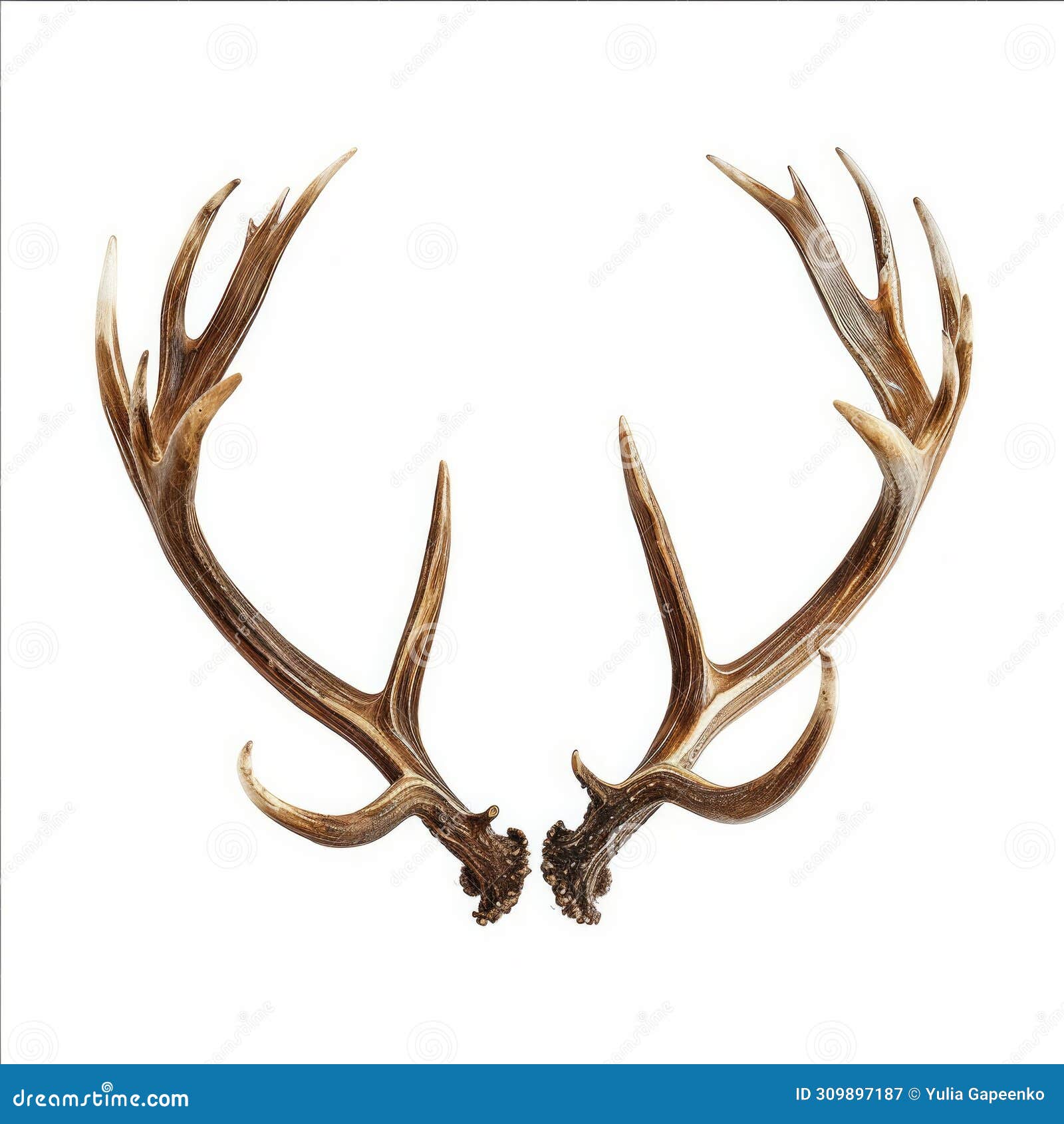 Pair of Antlers on White Background Stock Image - Image of isolated ...