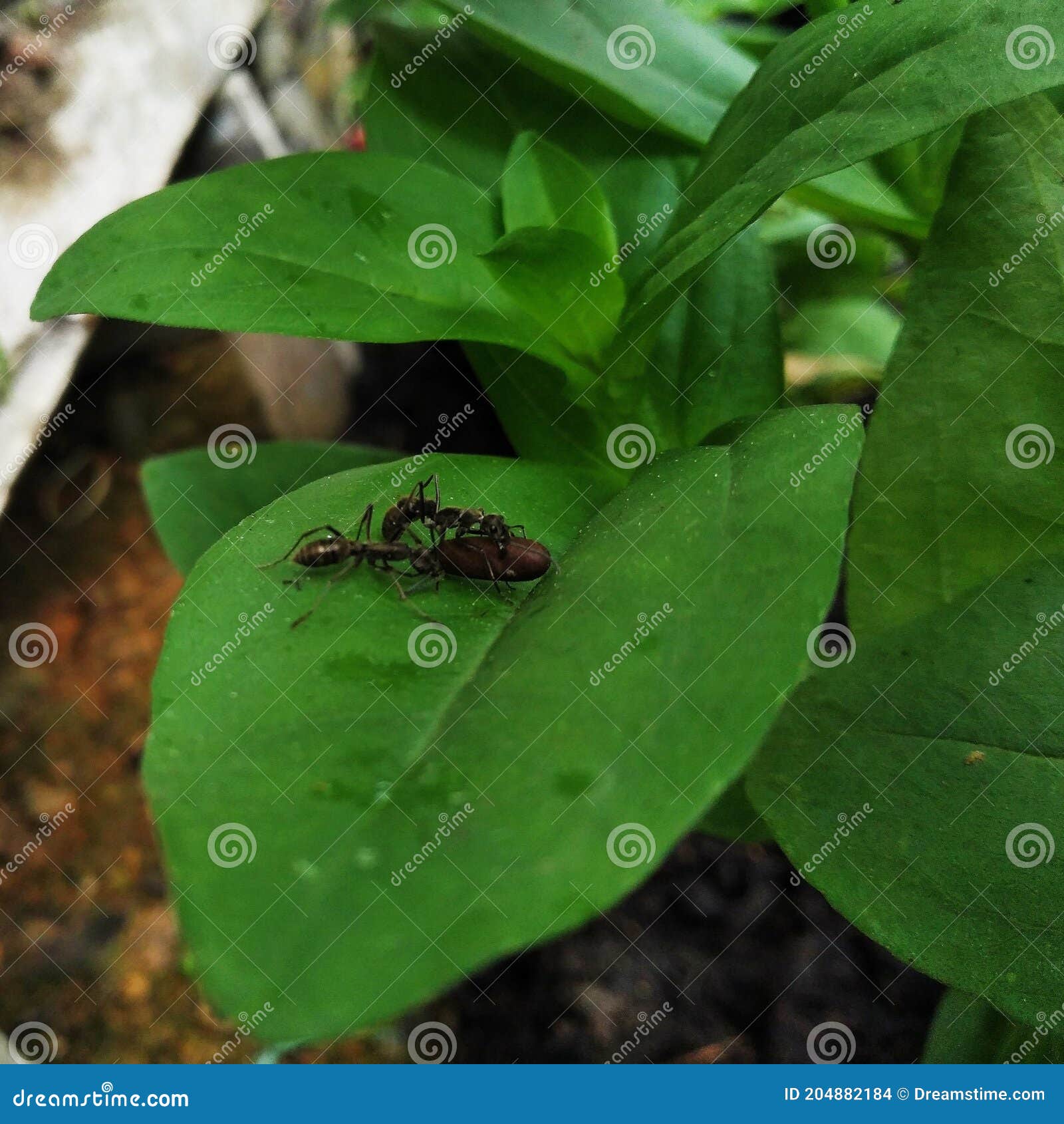 A pair of ants stock photo. Image of leaf, wild, pair - 204882184