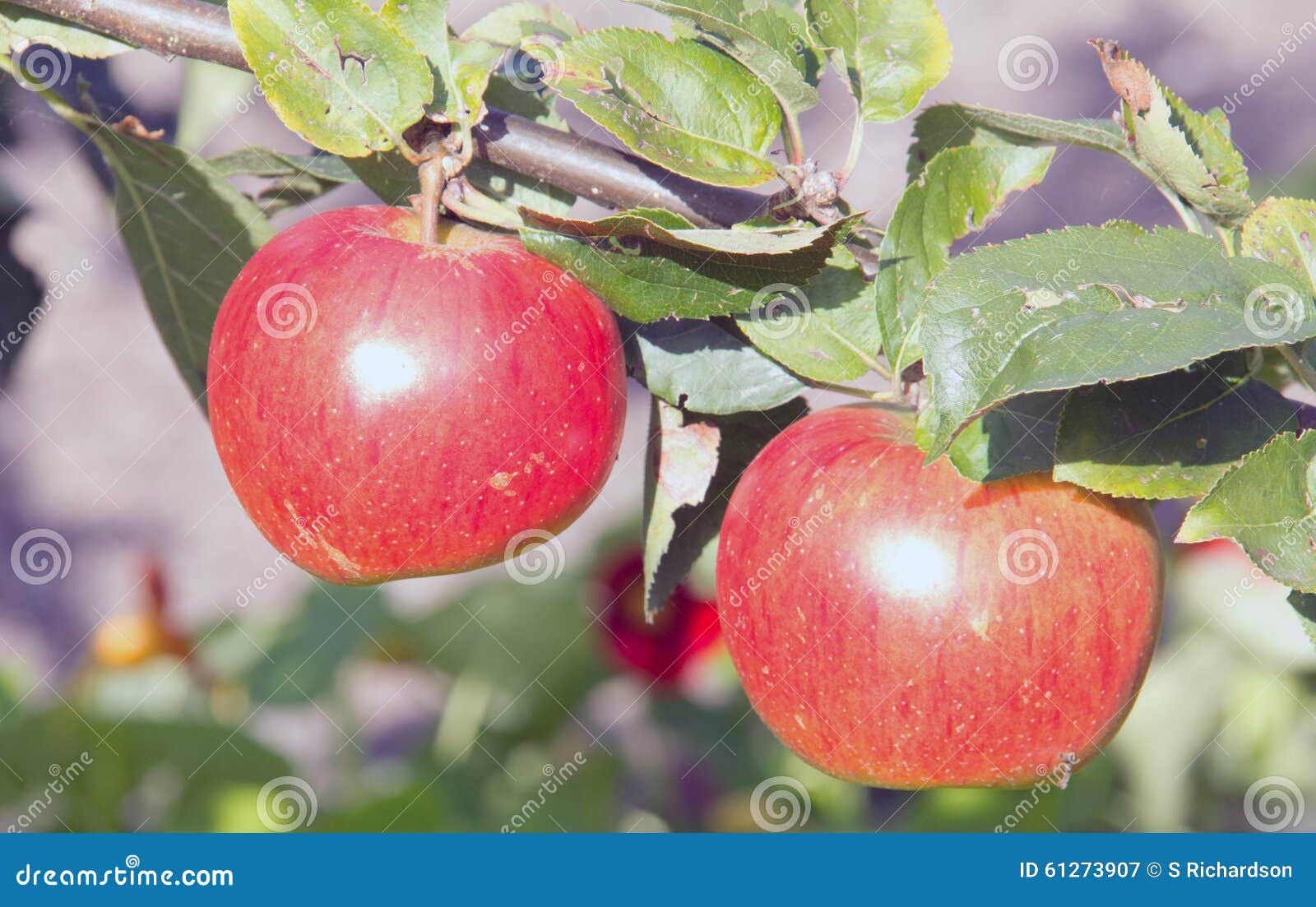 A pair of apples stock image. Image of kingdom, hanging - 61273907