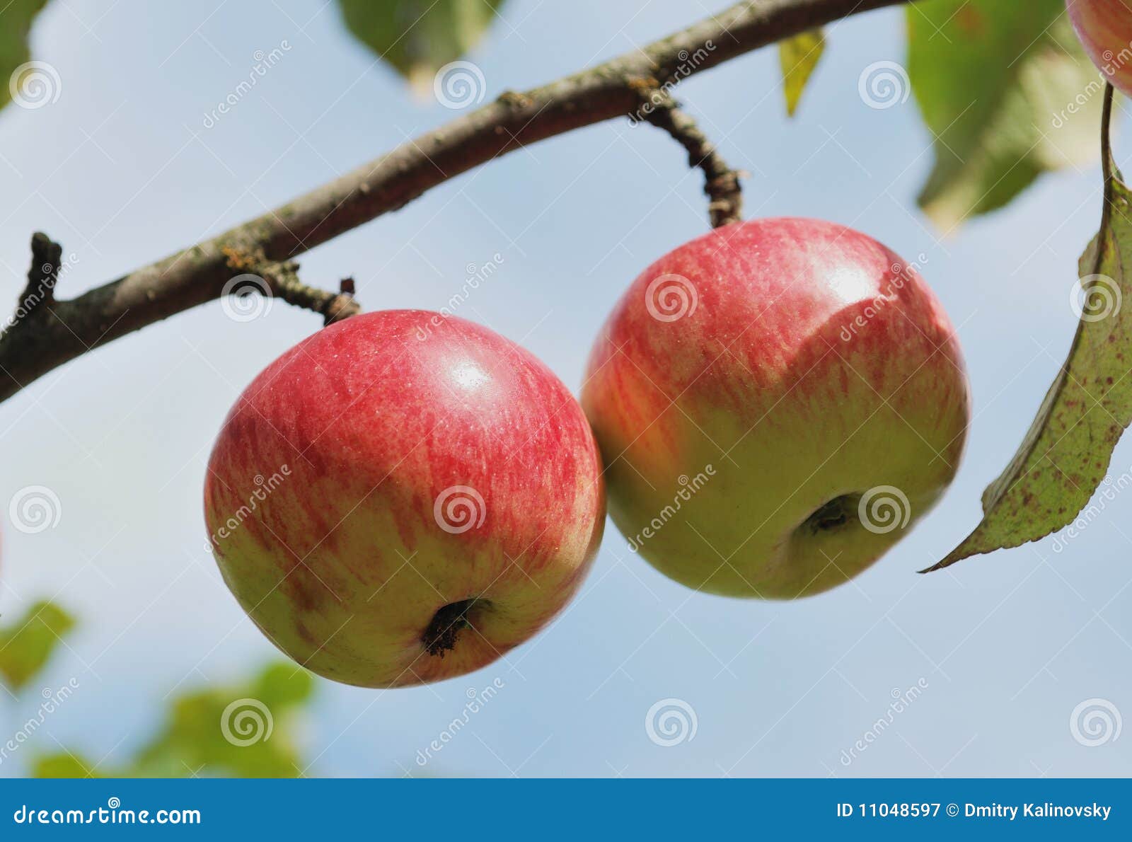 Pair of Apples on Tree Outdoors Stock Image - Image of tree, mature ...
