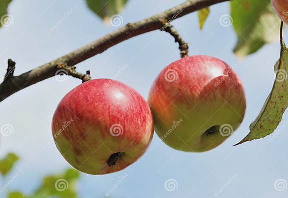 Pair of Apples on Tree Outdoors Stock Image - Image of tree, mature ...