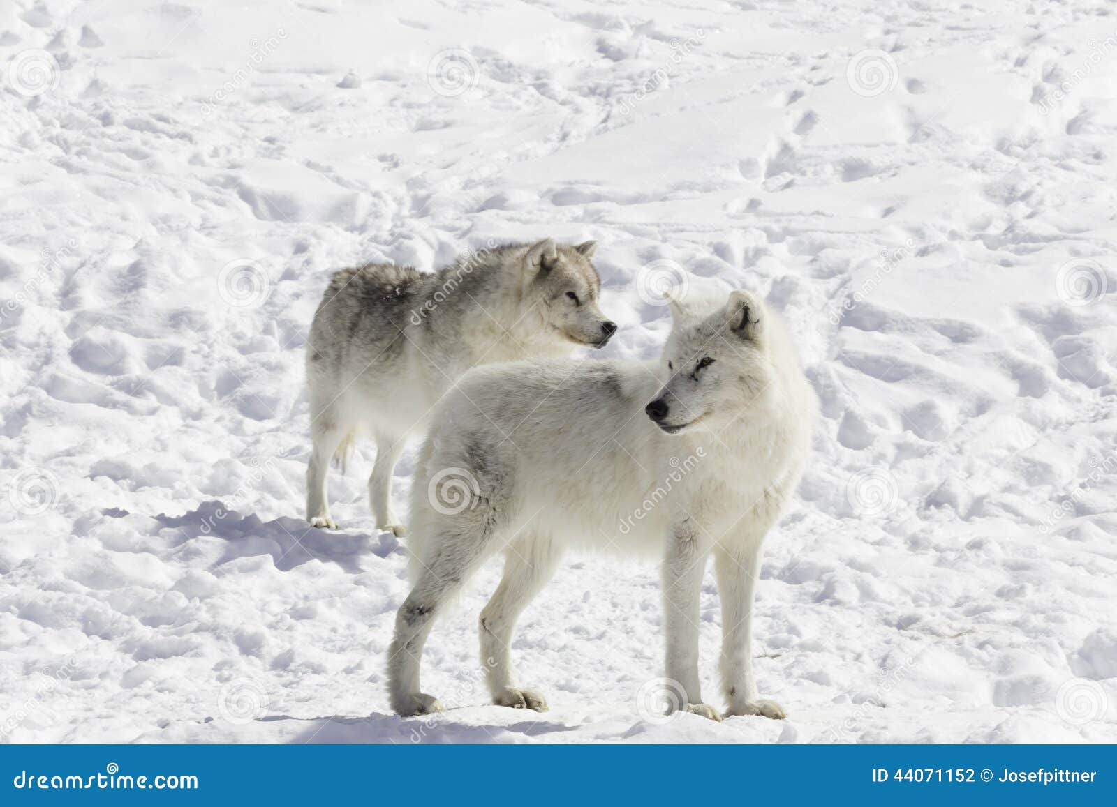 Pair of Arctic Wolves stock photo. Image of savage, lupus - 44071152