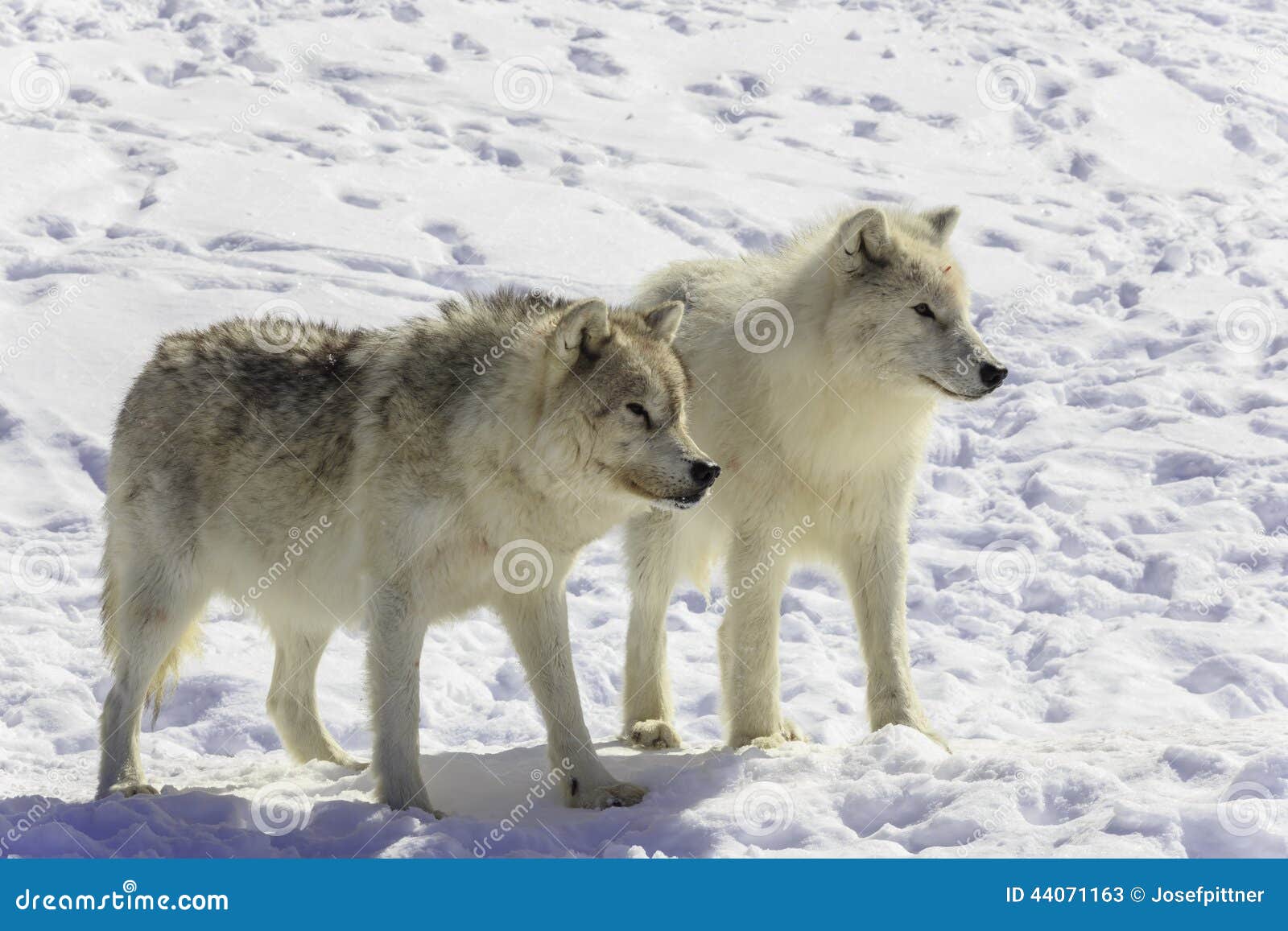 Pair of Arctic Wolves stock image. Image of mammal, predator - 44071163