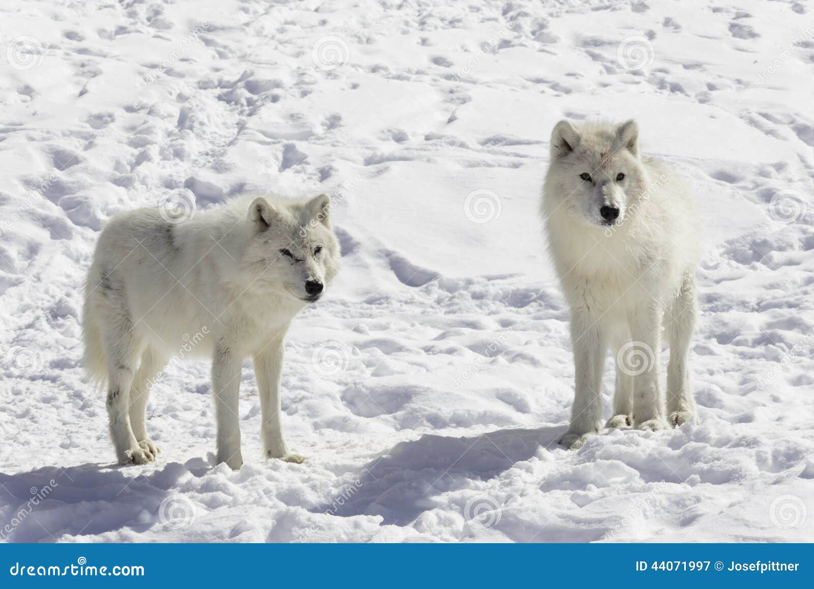 Pair of Arctic Wolves stock image. Image of natural, face - 44071997