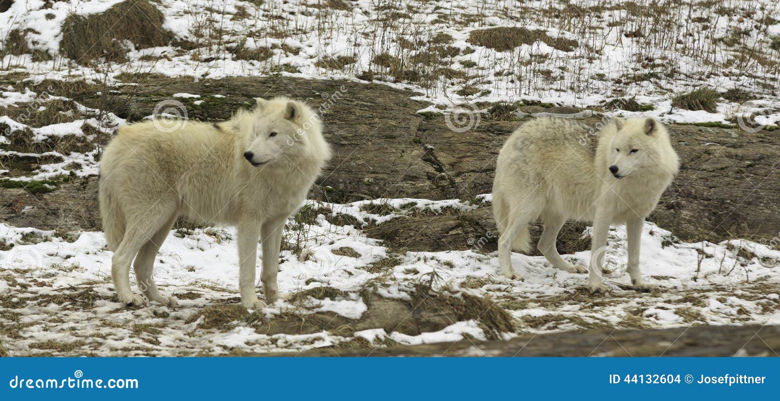 Pair of Arctic Wolves stock photo. Image of fierce, nose - 44132604