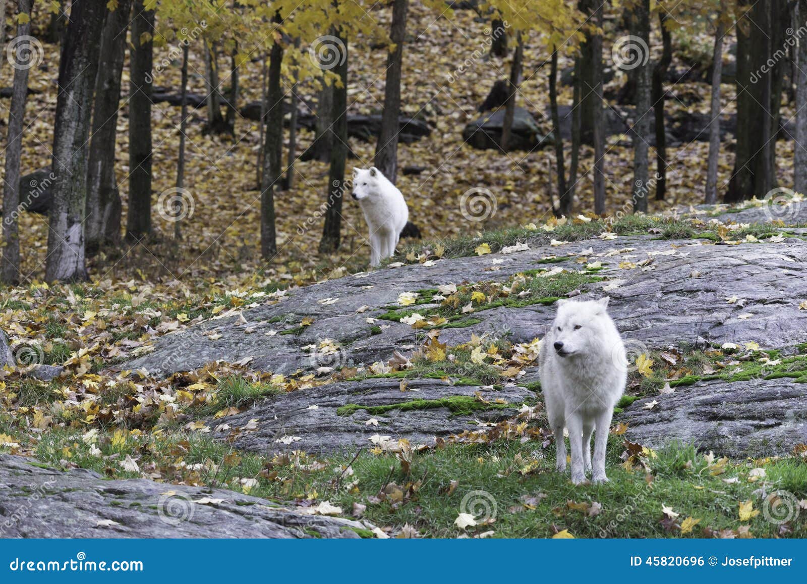 Pair of Arctic Wolves in a Fall, Forest Environment Stock Photo - Image ...