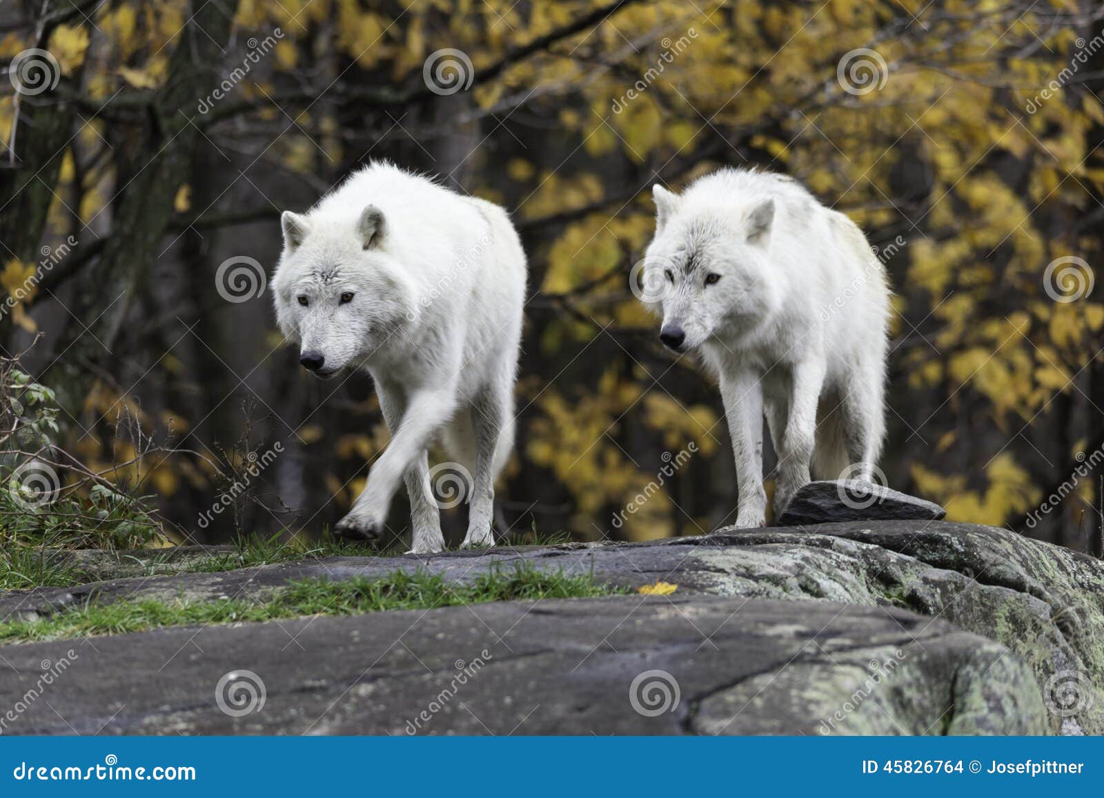 Pair of Arctic Wolves in a Fall, Forest Environment Stock Photo - Image ...