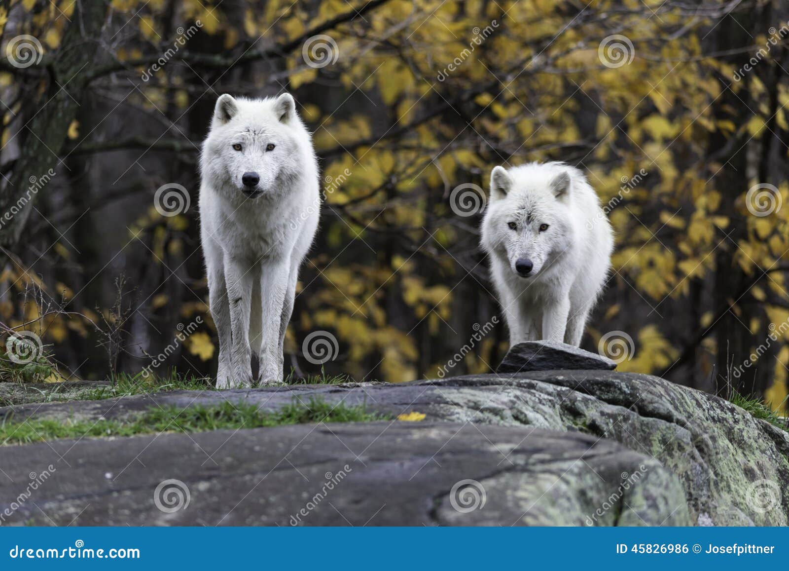 Pair of Arctic Wolves in a Fall, Forest Environment Stock Photo - Image ...