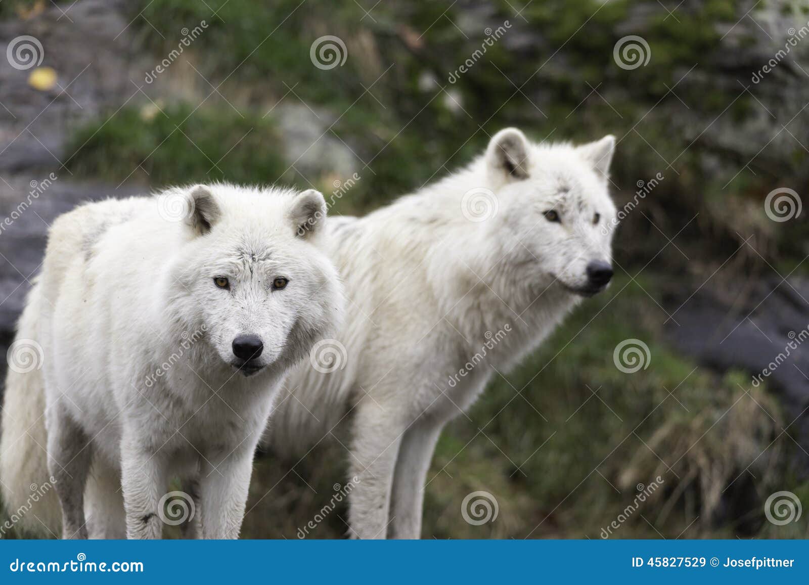 Pair of Arctic Wolves in a Fall, Forest Environment Stock Image - Image ...