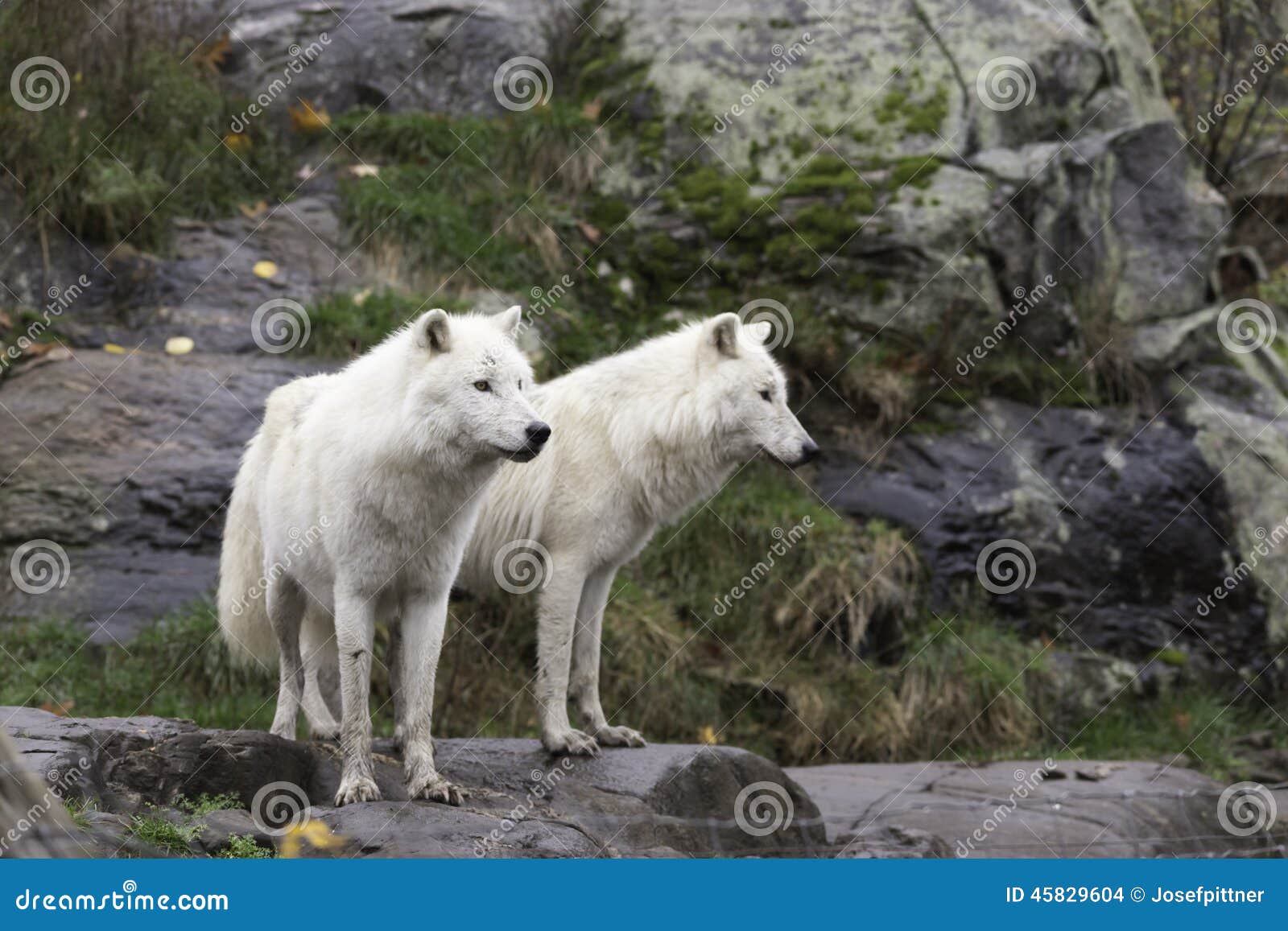 Pair of Arctic Wolves in a Fall, Forest Environment Stock Photo - Image ...