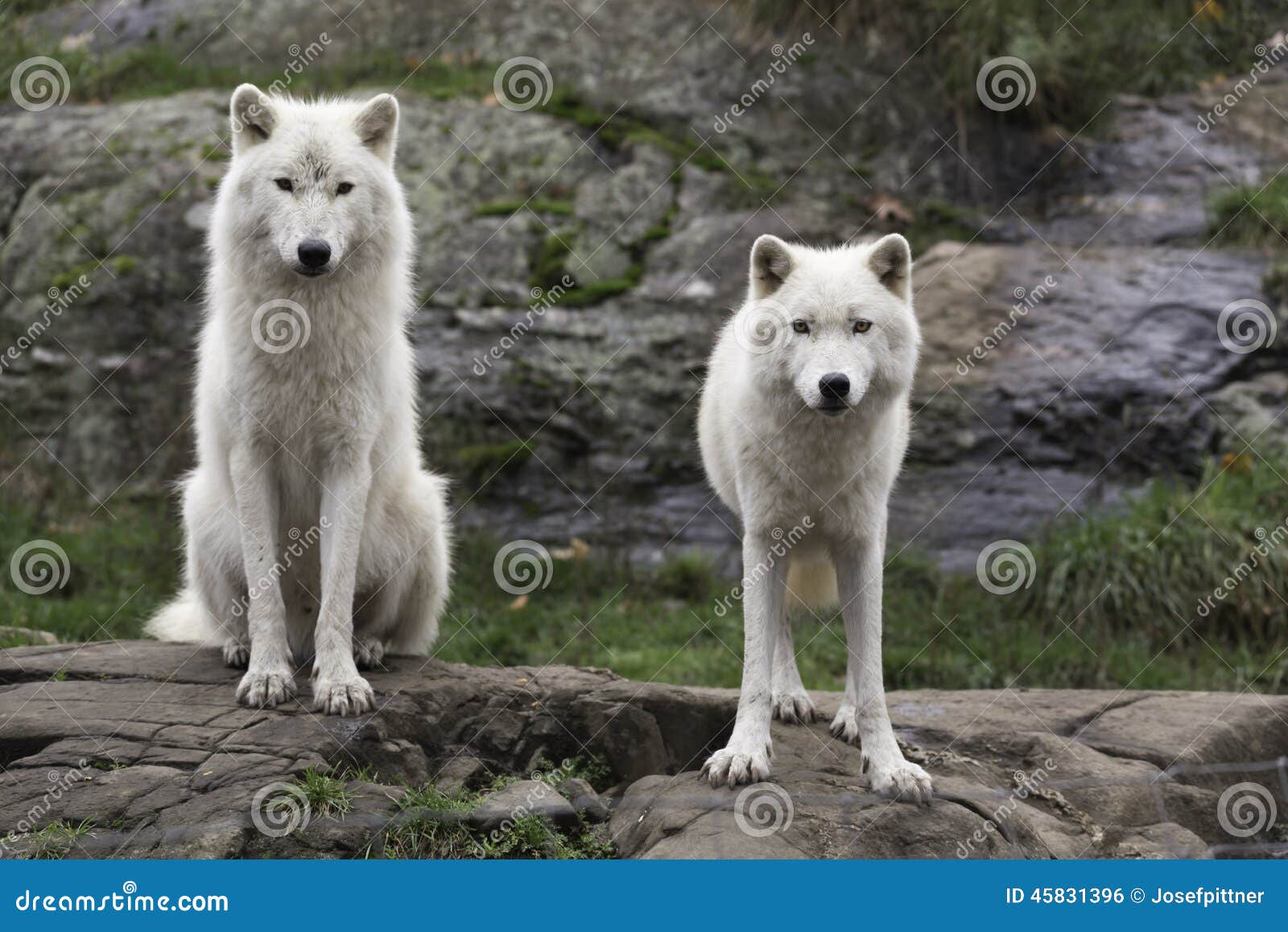 Pair of Arctic Wolves in a Fall, Forest Environment Stock Photo - Image ...