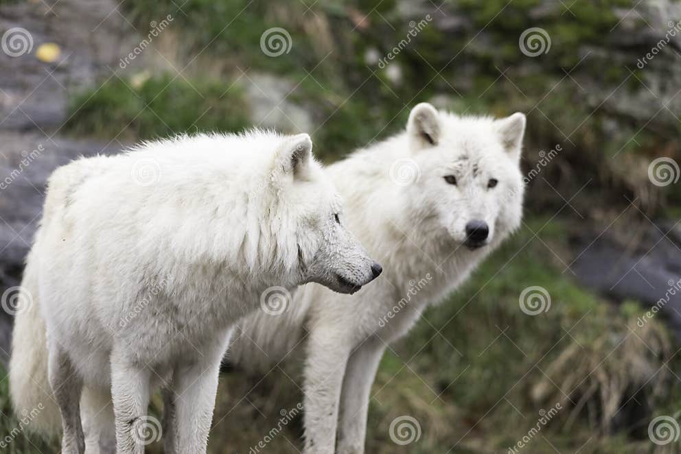 A pair of Arctic Wolves stock photo. Image of pair, pack - 45828464