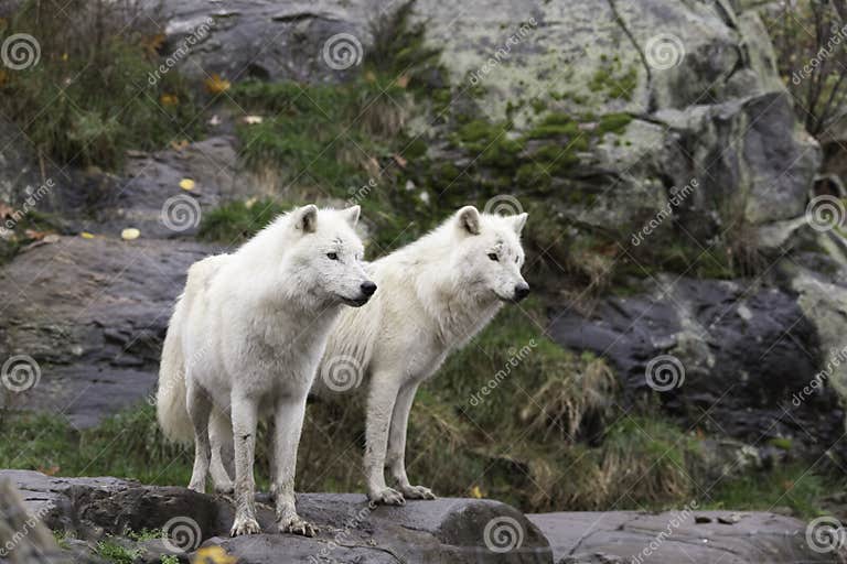 A pair of Arctic Wolves stock photo. Image of gray, dangerous - 45828882