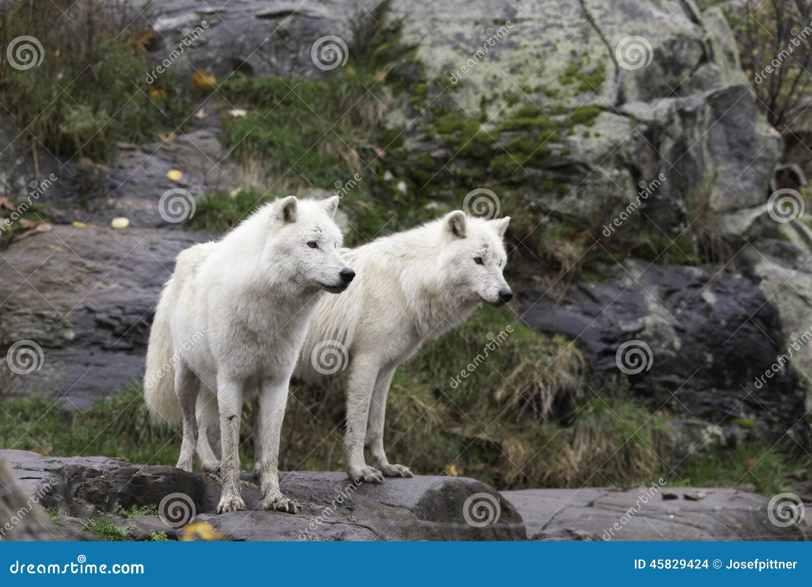 A pair of Arctic Wolves stock photo. Image of fierce - 45829424