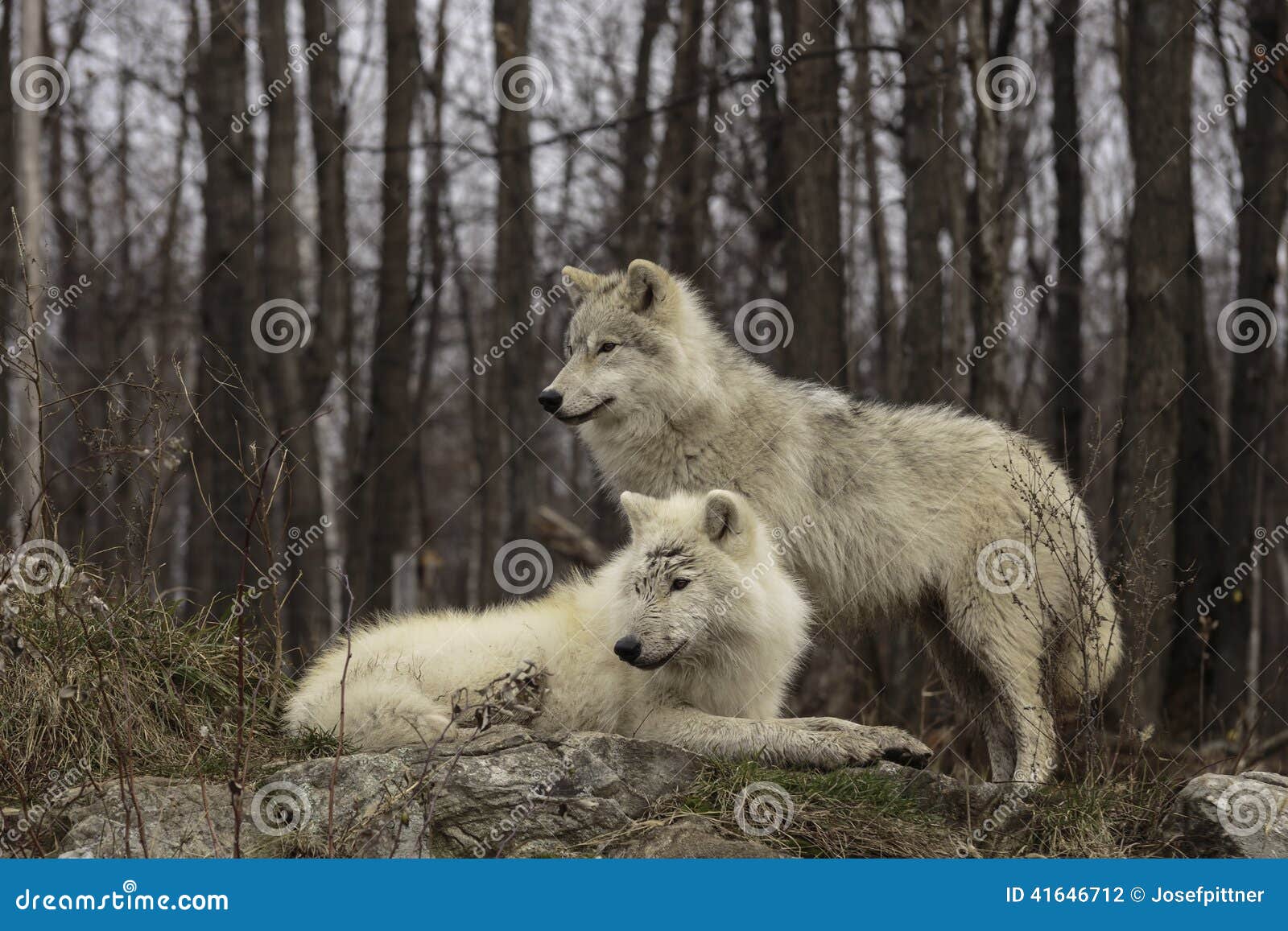 A pair of Arctic wolves stock photo. Image of lupus, look - 41646712