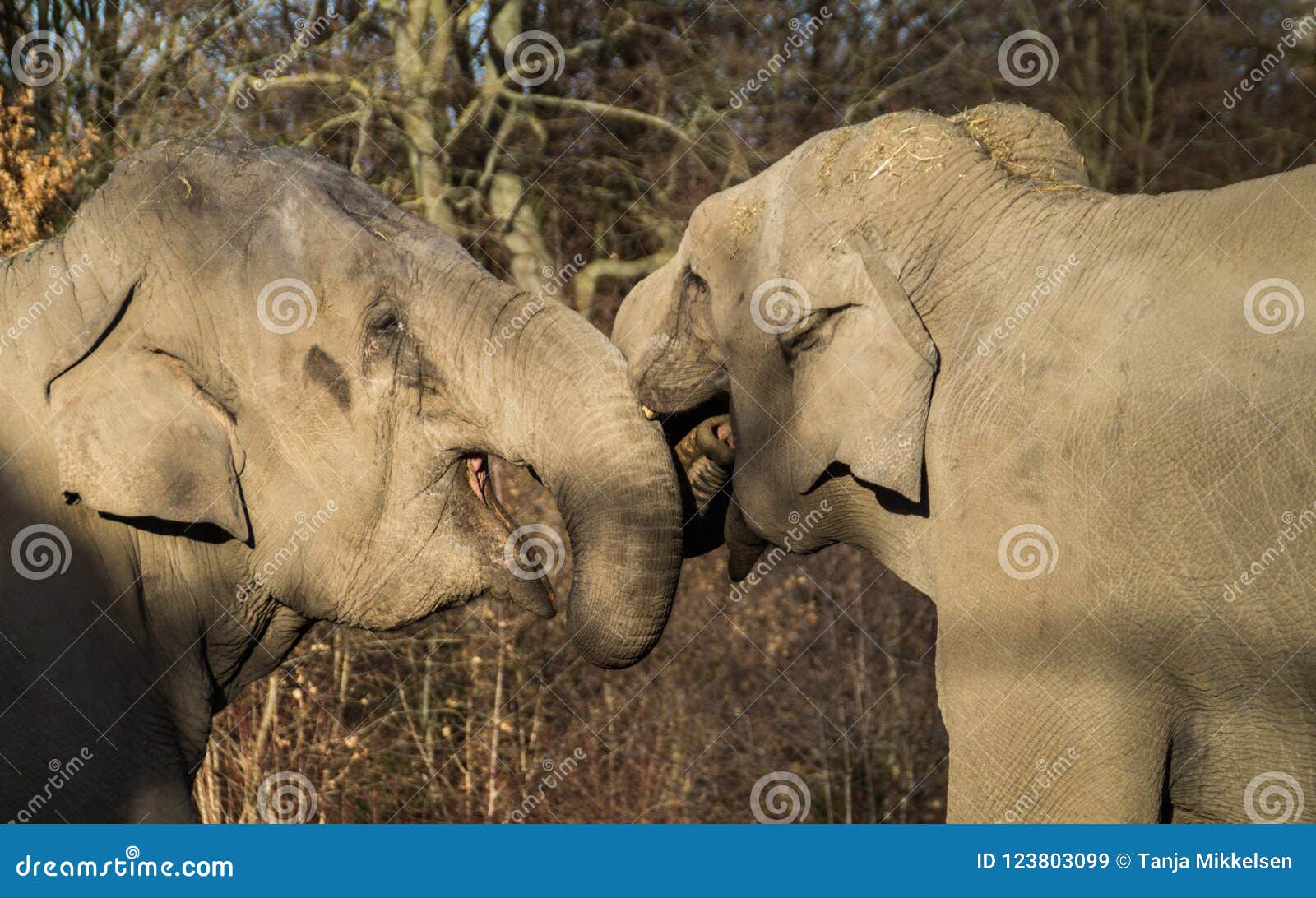 Asian Elephants Greeting Each Other Stock Image - Image of animal ...
